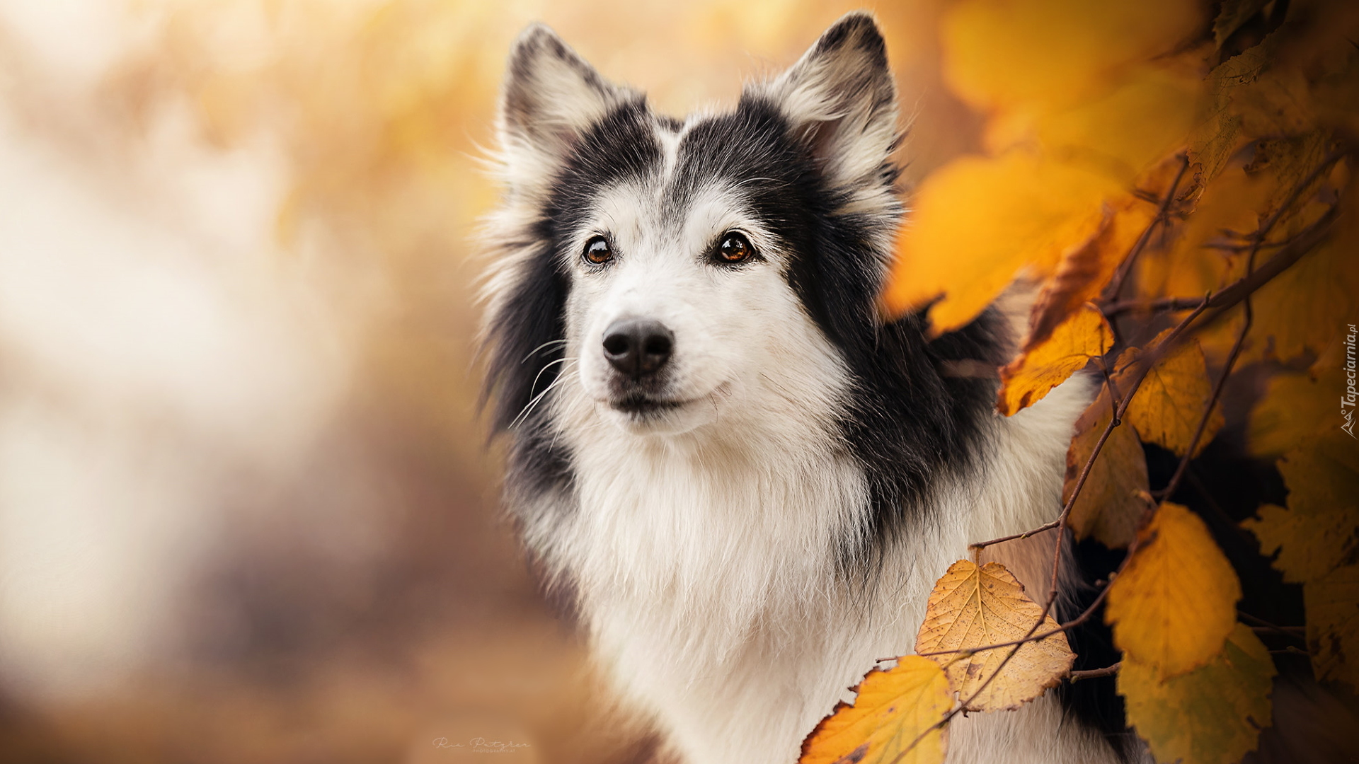 Edycja Tapety: Biało-czarny pies przy gałązce z jesiennymi listkami