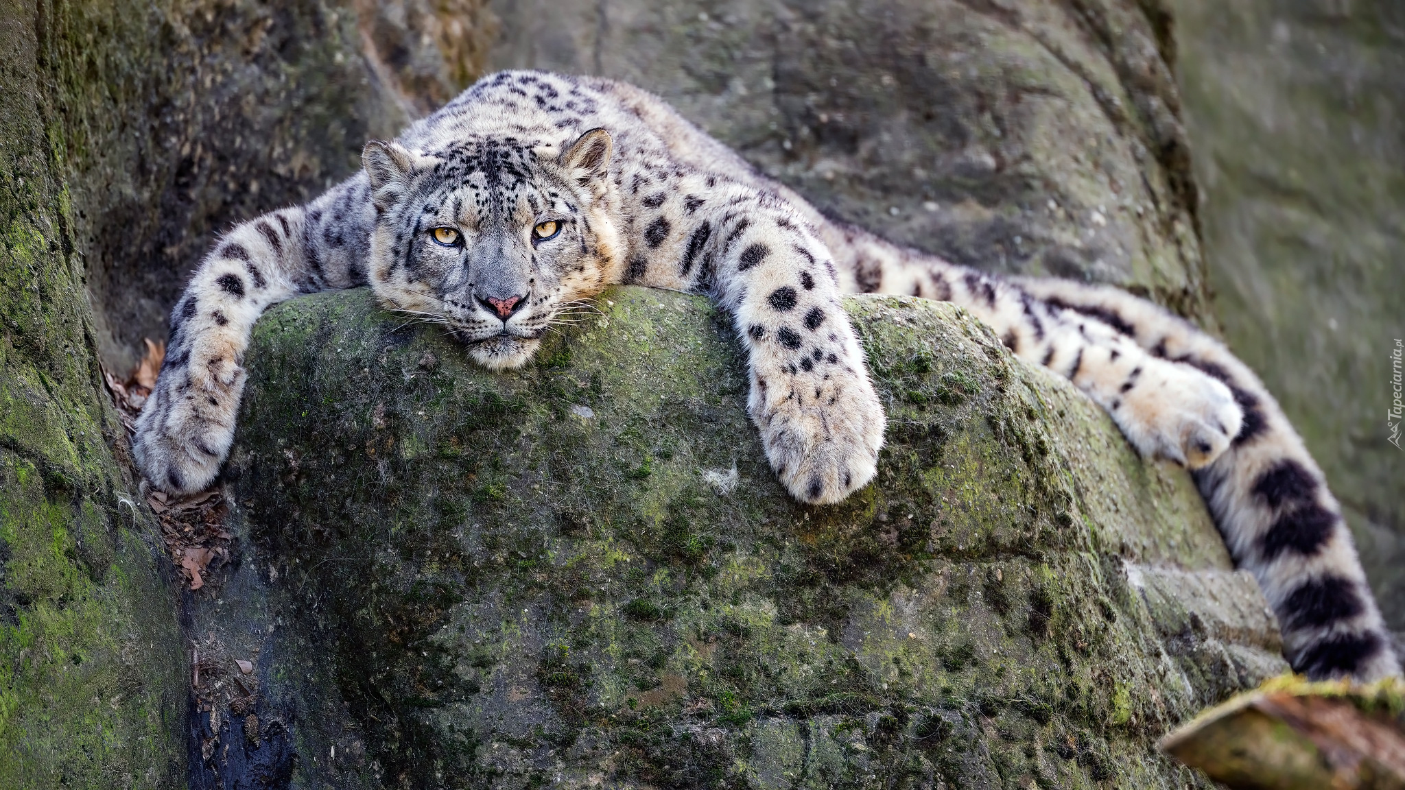 Edycja Tapety: Irbis śnieżny leżący na omszałej skale