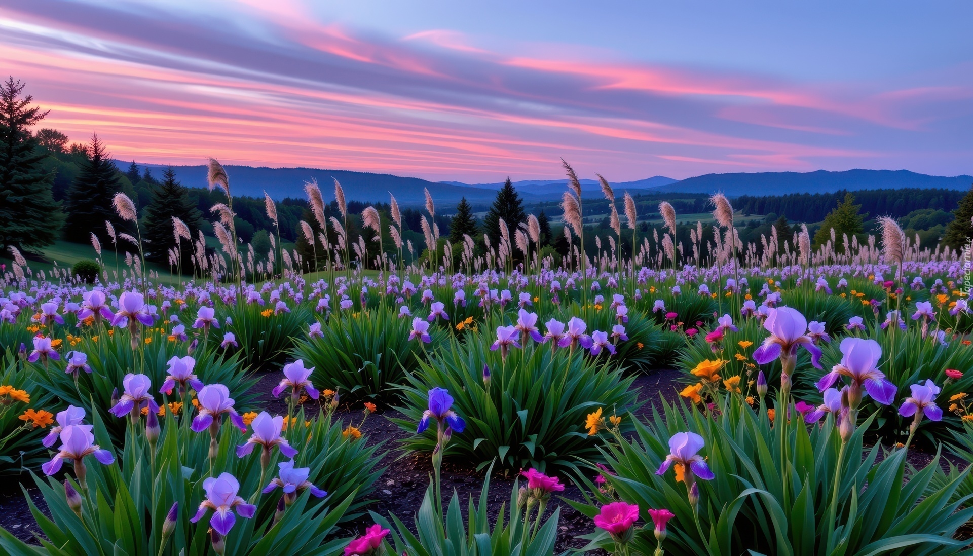 Edycja Tapety: Irysy i trawa ozdobna oraz góry pod kolorowym niebem