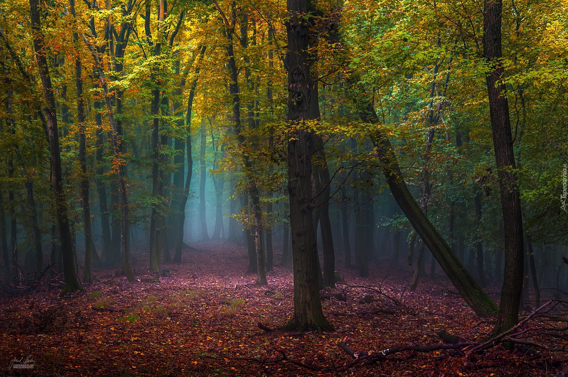 Edycja Tapety: Mglista jesień w lesie