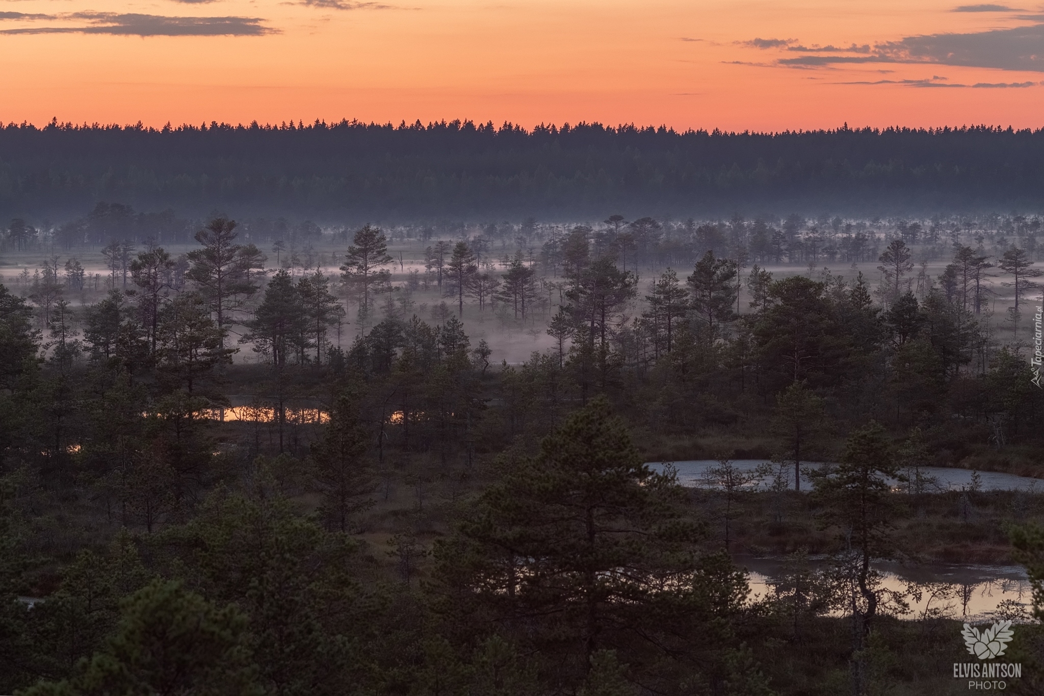 Edycja Tapety: Mgliste iglaste lasy