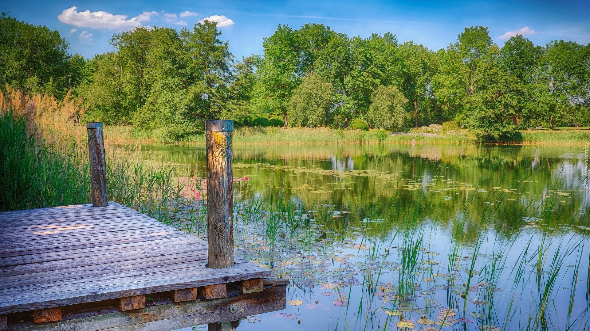 Edycja Tapety: Pomost i szuwary nad stawem w parku Britzer Garten
