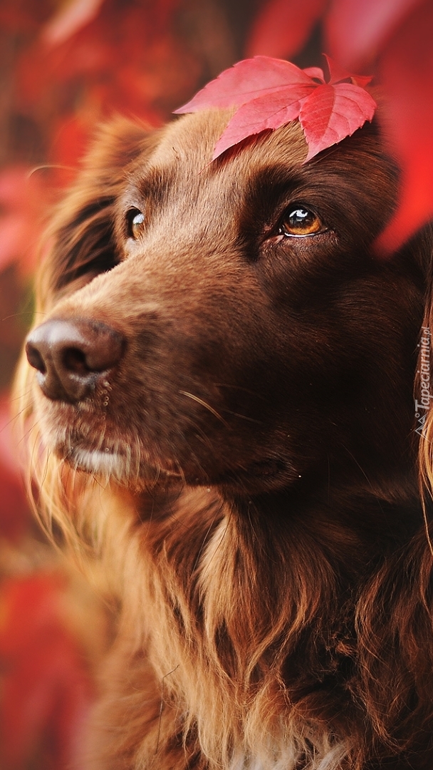 Edycja Tapety: Rudy pies z listkiem na głowie