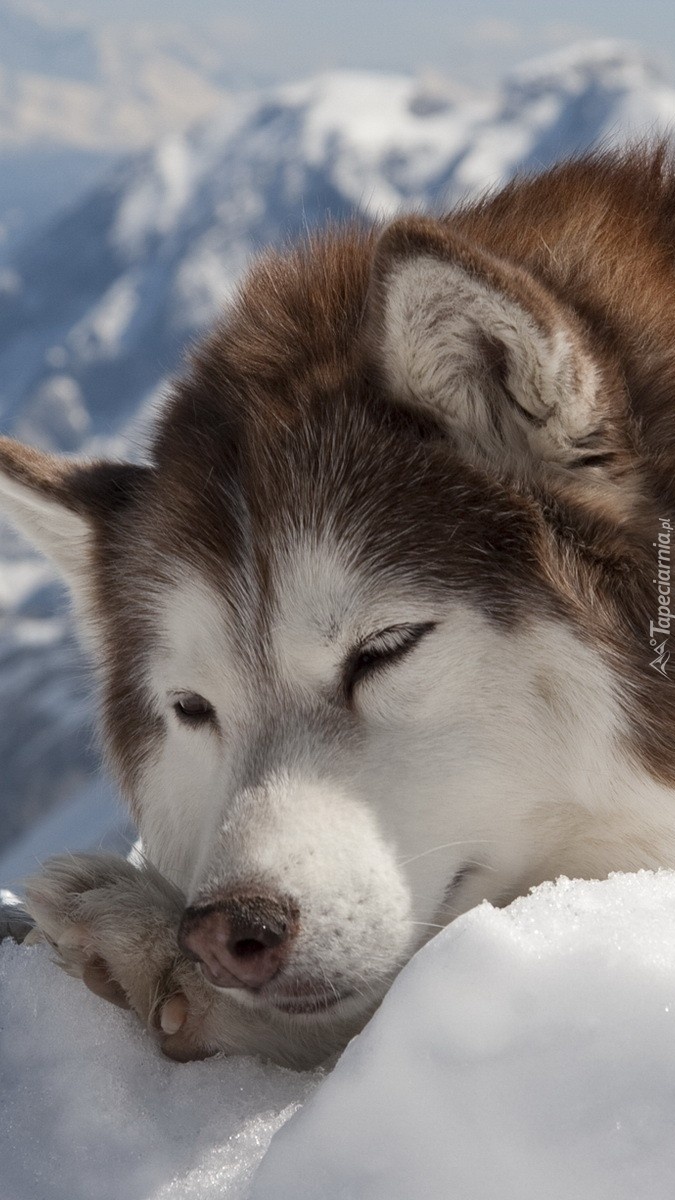 Husky w zimowych górach - Tapeta na telefon