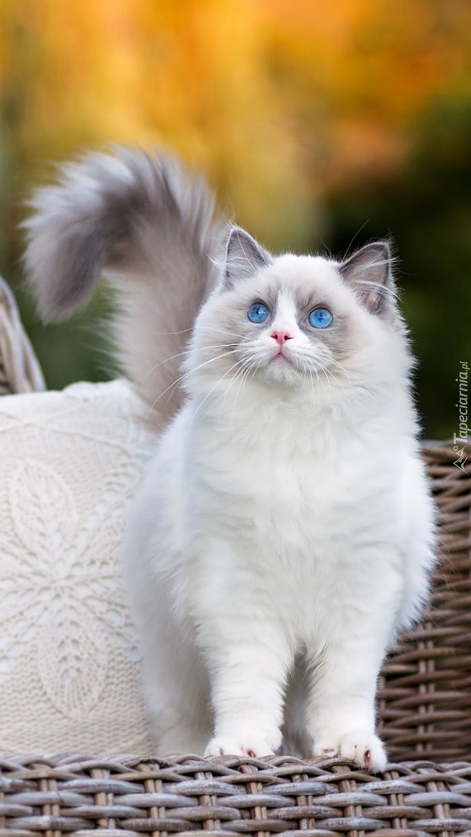Kot ragdoll na wiklinowym koszu - Tapeta na telefon