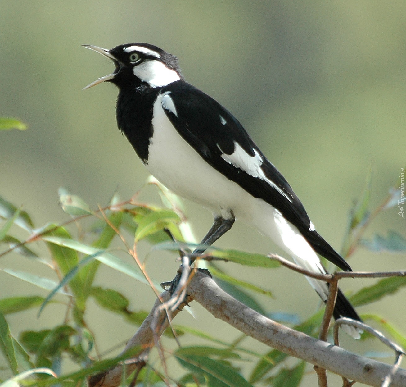 Ptak, Sroka, Gałąź